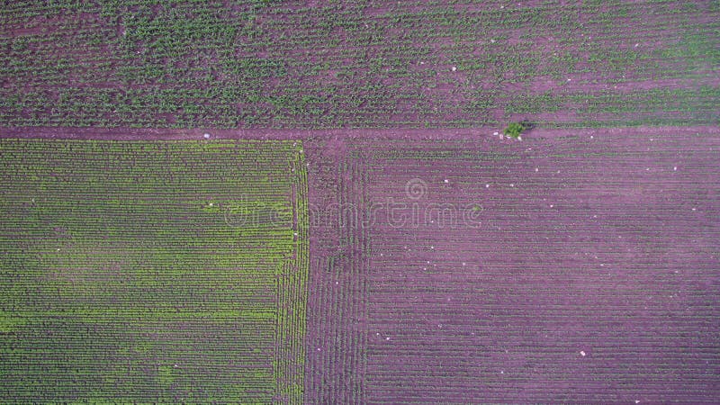 Corn Field from the Top View. Aerial View .Rows of Corn Field in ...