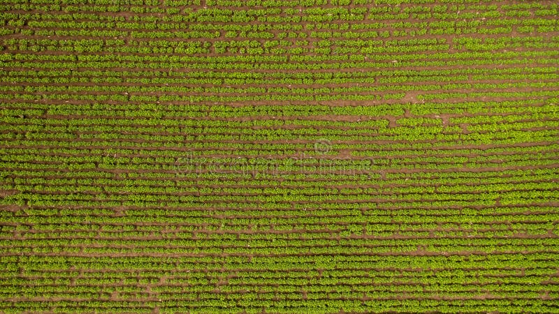 Corn Field from the Top View. Aerial View .Rows of Corn Field in ...