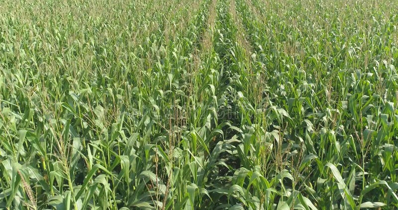 Corn Field Top View, Corn Growing, Farming Business. Flying Over Corn ...