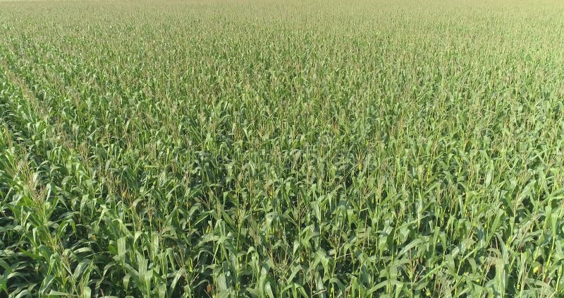 Corn Field Top View, Corn Growing, Farming Business. Flying Over Corn ...