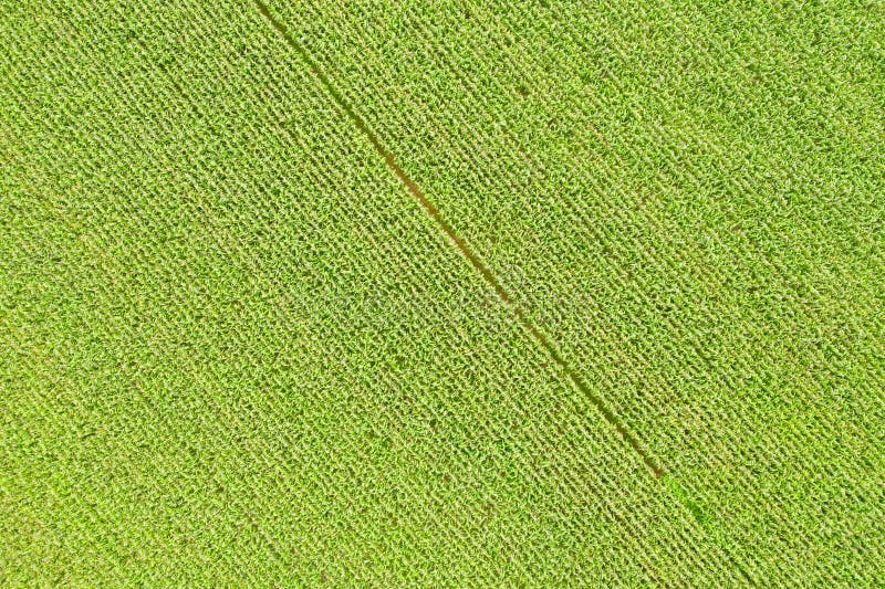 Texture of corn field stock image. Image of plant, growing - 56075103
