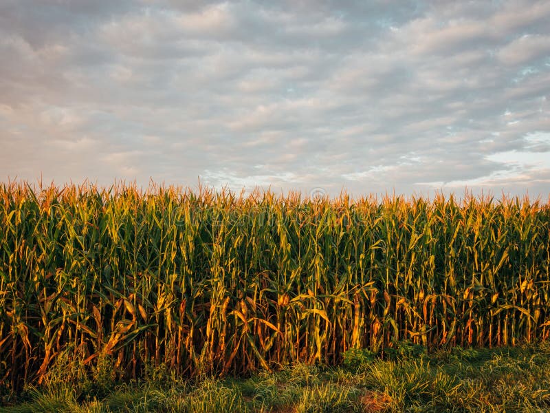 A Corn Field in Towanda, Illinois Stock Photo - Image of americana ...