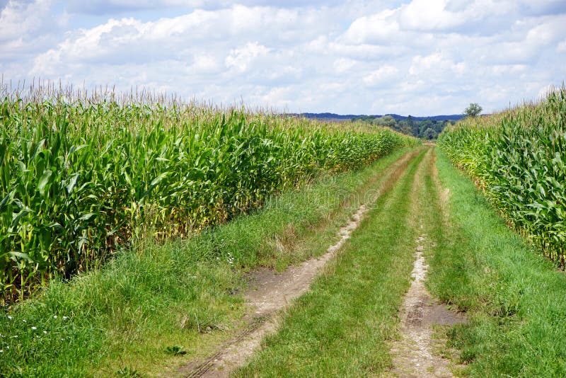 Corn field and track stock photo. Image of field, germany - 77173292