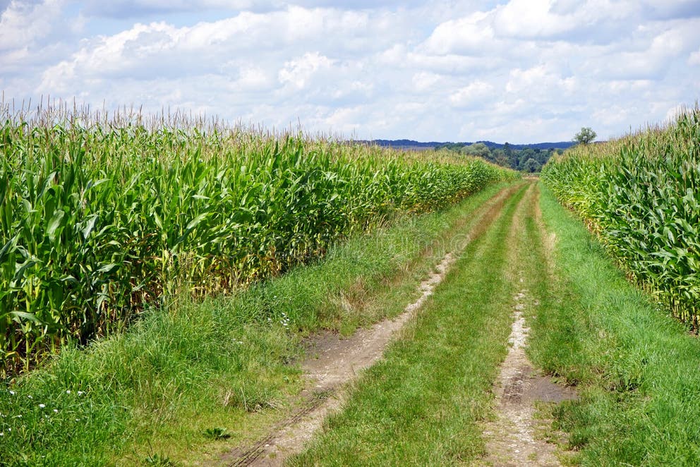 Corn field and track stock photo. Image of field, germany - 77173292