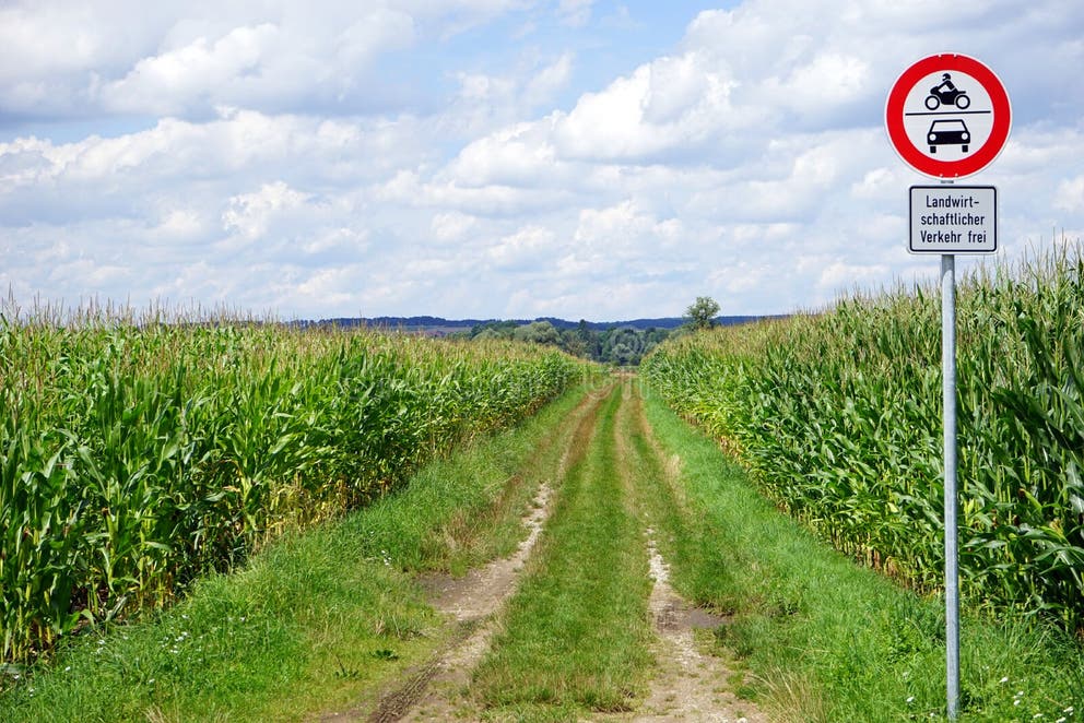 Corn field and track stock photo. Image of agriculture - 77173422