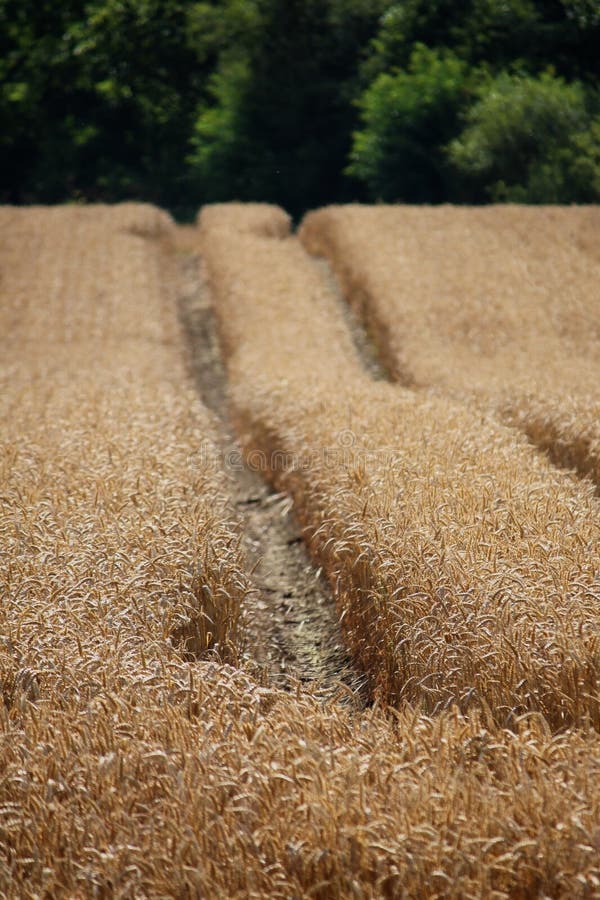 Corn field stock photo. Image of field, tracks, cereal - 42596242