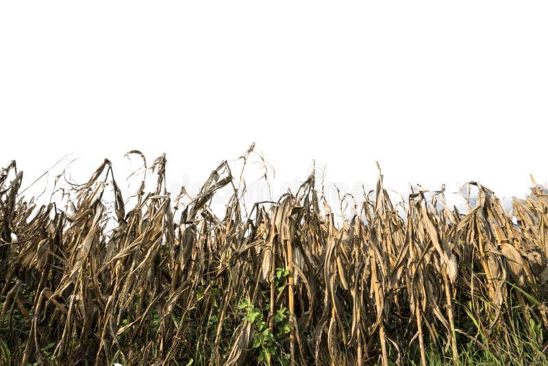 297 Corn Field Transparent Stock Photos - Free & Royalty-Free Stock ...