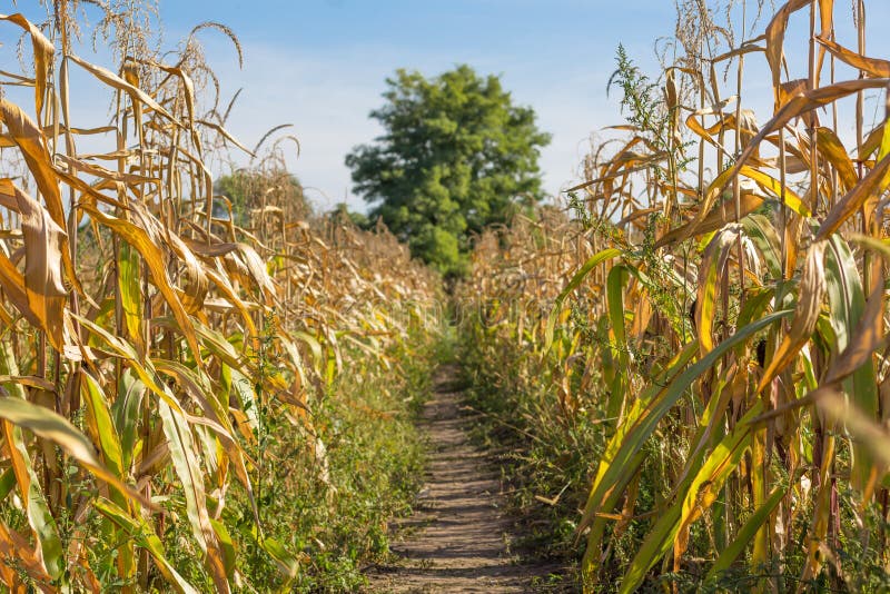 Corn field stock photo. Image of crop, scene, single - 44431522