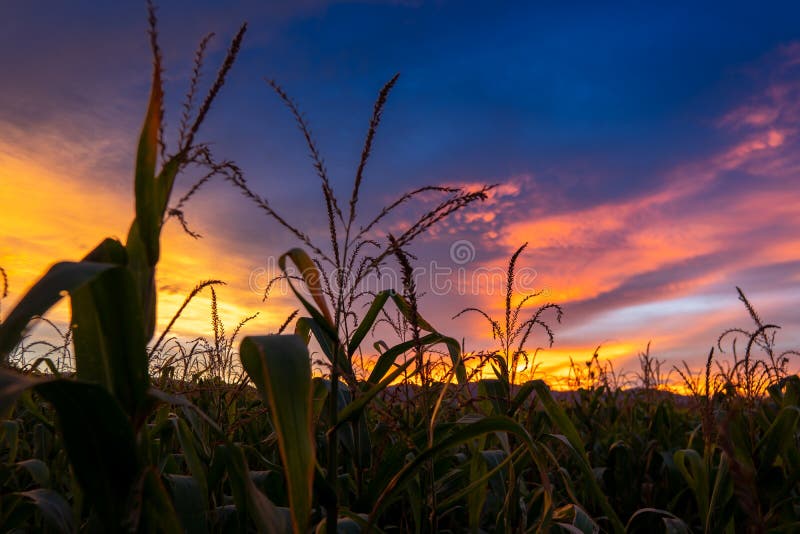 Corn Field and Twilight Sky and Cloud Evening Stock Image - Image of ...