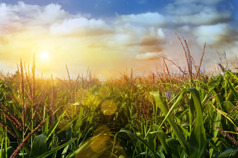 Corn Field Under Sky with Sun and Clouds Stock Image - Image of food ...