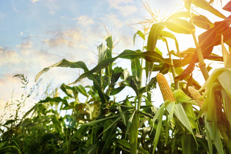 Corn Field Under Sky with Sun, Low Angle View Stock Photo - Image of ...