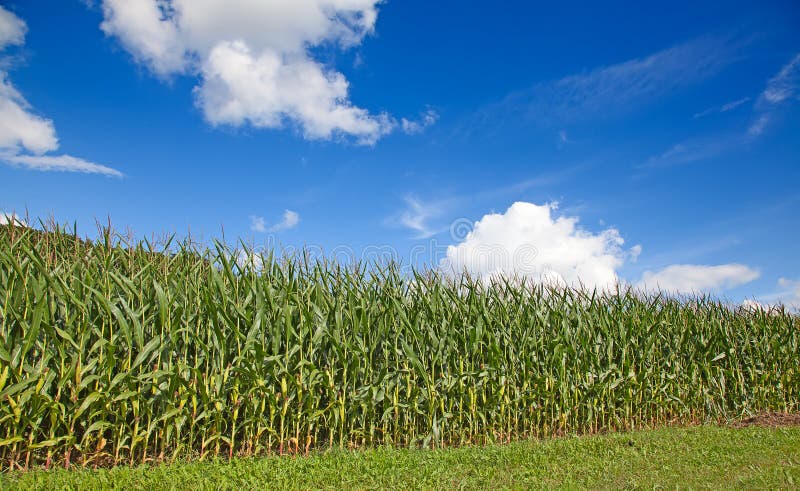 Corn field stock image. Image of floor, landscape, agriculture - 40965683