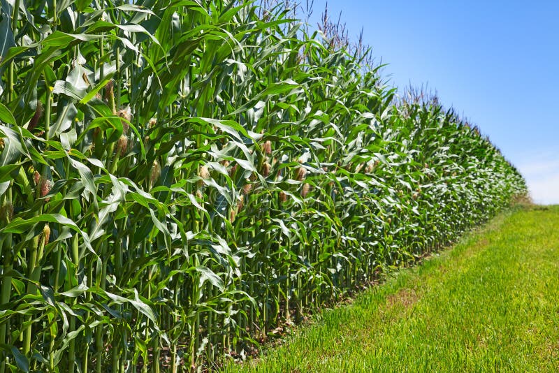Corn field stock image. Image of harvest, land, herb - 42449679