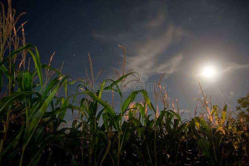Corn Field At Night