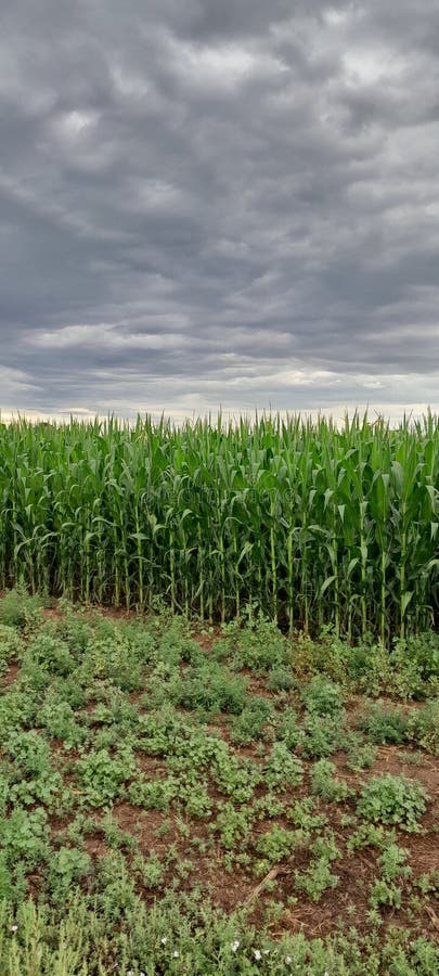 Corn Field Under a Stormy Sky in Colorado Stock Image - Image of crop ...