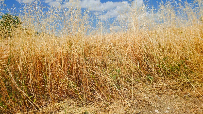 Corn Field Under the Summer Sun Stock Image - Image of field, summer ...