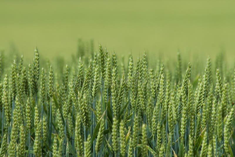 Corn Field Up Close Picture. Image: 3798158