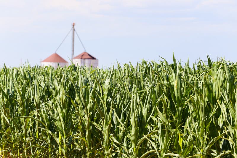 Corn field in the USA stock photo. Image of field, monocropping - 58036348