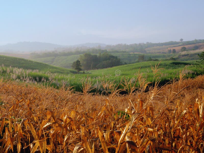 Corn field in the valley stock image. Image of mountain - 44527877