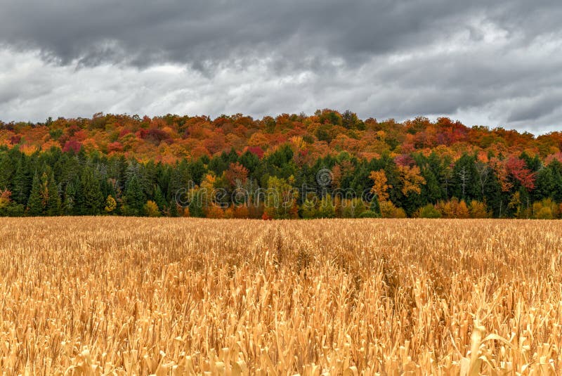 Corn Field - Vermont stock photo. Image of crop, land - 206197018