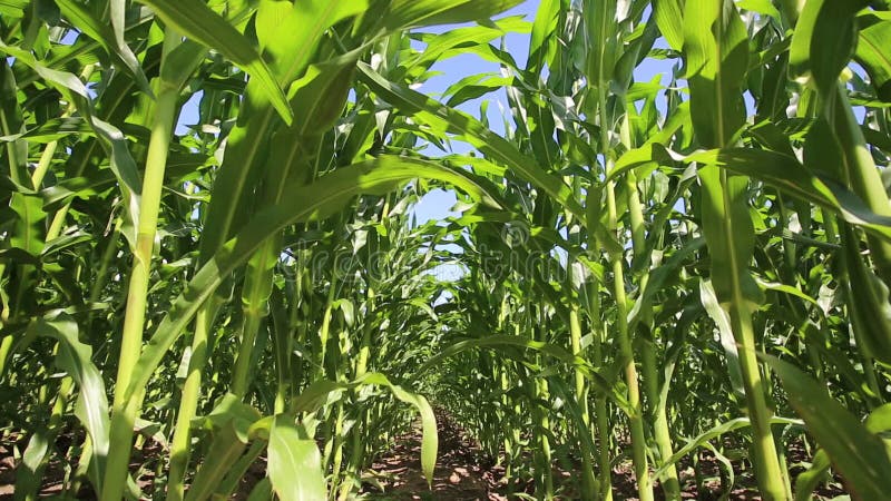 Corn Field View from Below, Rows of Green Corn Crops. Clean Rows in Corn Crops Stock Video ...