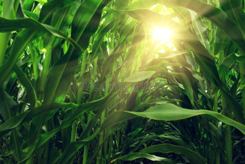 Corn Field stock photo. Image of beam, cornfield, natural - 57716862