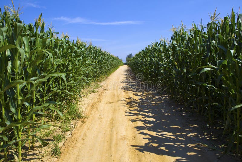 Curved Rows of Spring Corn stock image. Image of horizon - 30943191