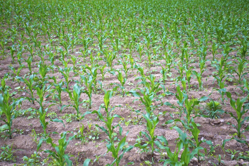 Corn field stock image. Image of farm, crop, cornflakes - 41430065