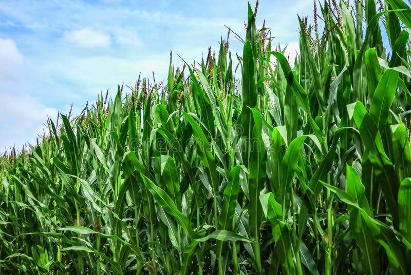 Corn Field Wall in High Summer Stock Photo - Image of rural, corn: 97881352