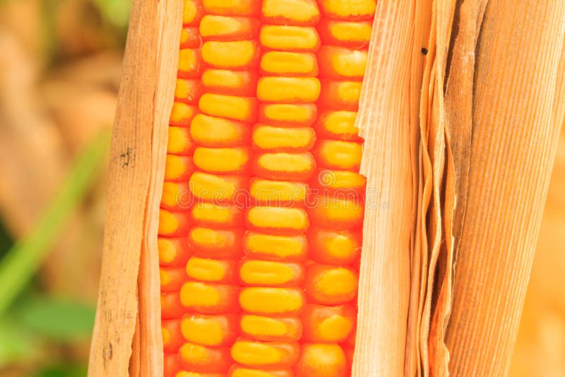 Wall of Corn stock photo. Image of corn, hanging, corns - 30717224