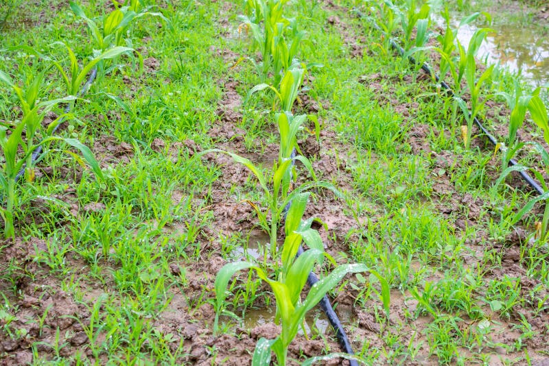 Corn Field with Water Irrigation System in Garden Stock Image - Image ...