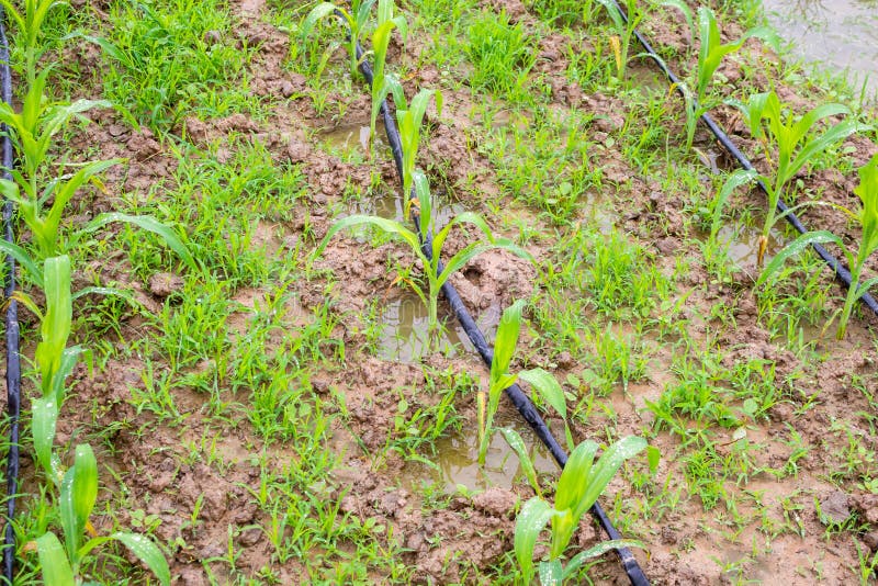 Corn Field with Water Irrigation System in Garden Stock Image - Image ...
