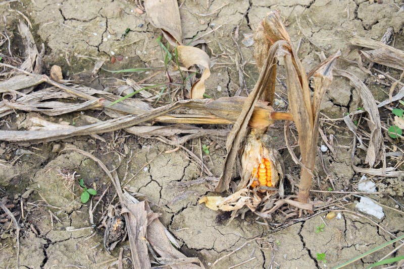 The CORN FIELD stock photo. Image of vegetables, yard - 79957980