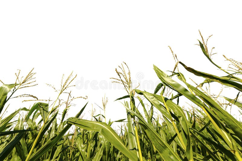 Corn Field on White Background Stock Image - Image of landscape ...