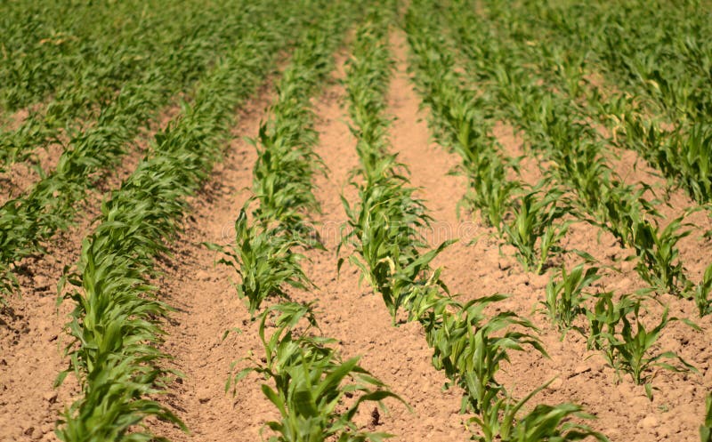 Corn field on a windy day stock photo. Image of farmer - 55975962