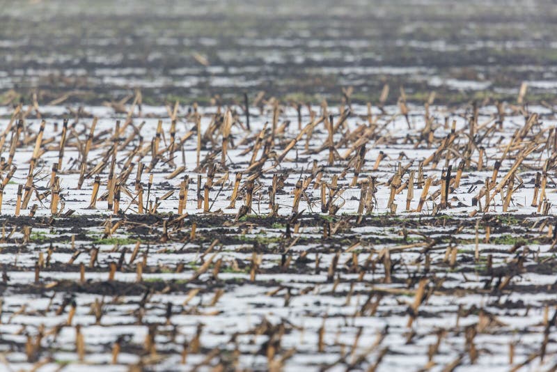A Corn Field in Winter: Stubbles in Fog and Snow Stock Photo - Image of ...