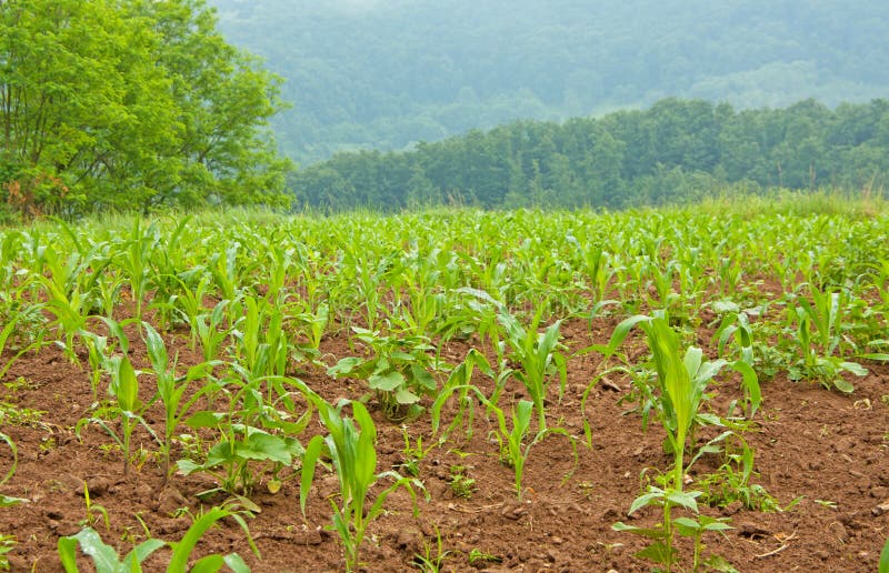 Corn field stock photo. Image of meadow, range, ecology - 35087164