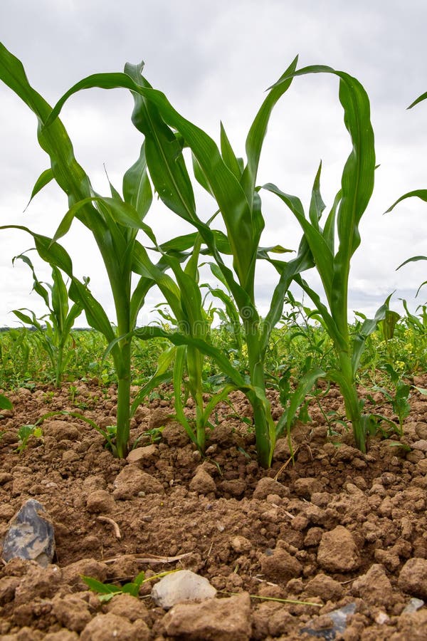 Corn on field stock image. Image of farmer, template - 104925391