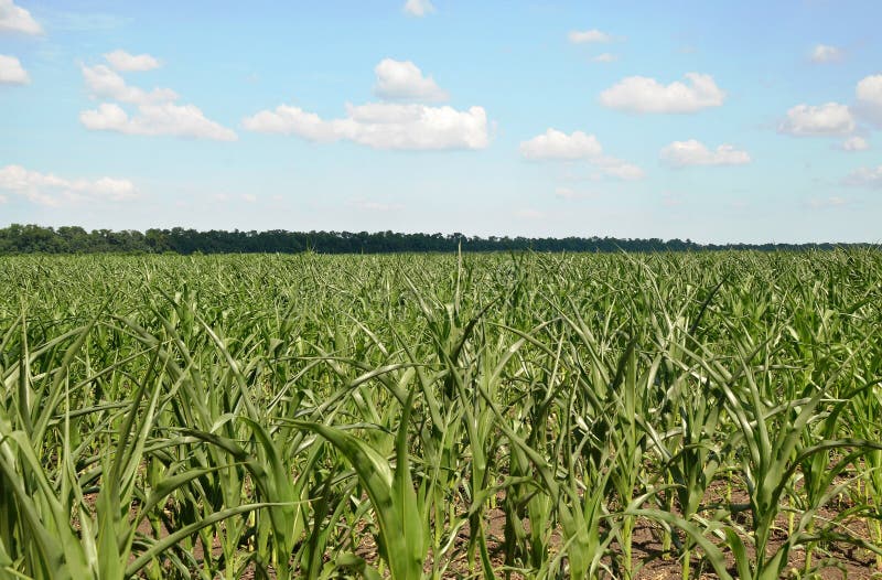 Corn field stock image. Image of clouds, summer, agricultural - 97793835