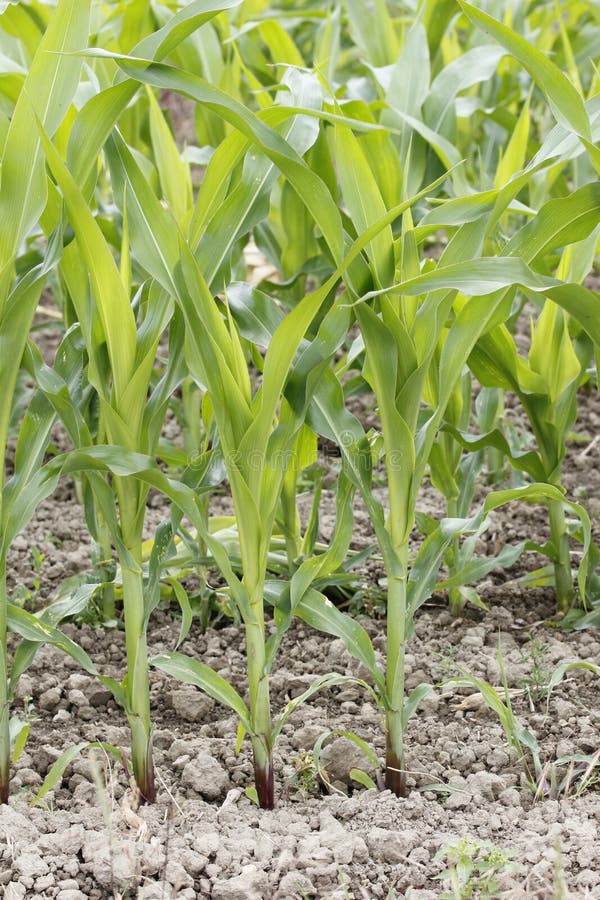 Corn field stock photo. Image of biological, grain, farming - 55866122
