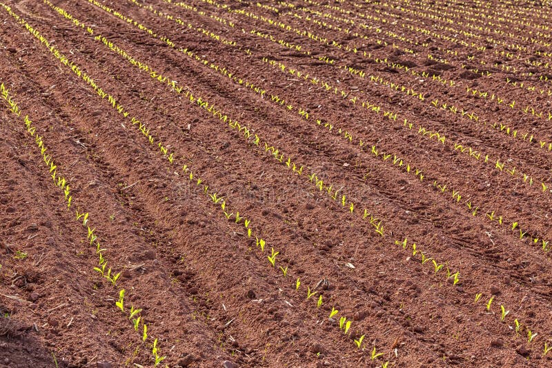 Corn Field stock image. Image of garden, dirt, healthy - 32516007