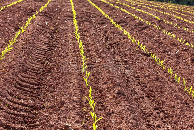 Aerial View of the Country Farm Stock Photo - Image of fall, green ...