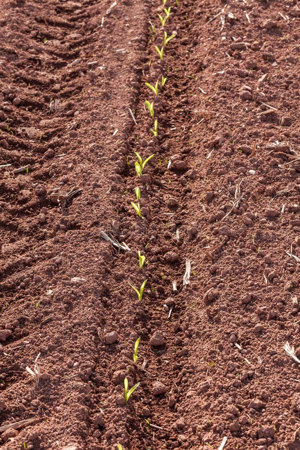 Corn Field stock image. Image of outdoor, dirt, earth - 32831355