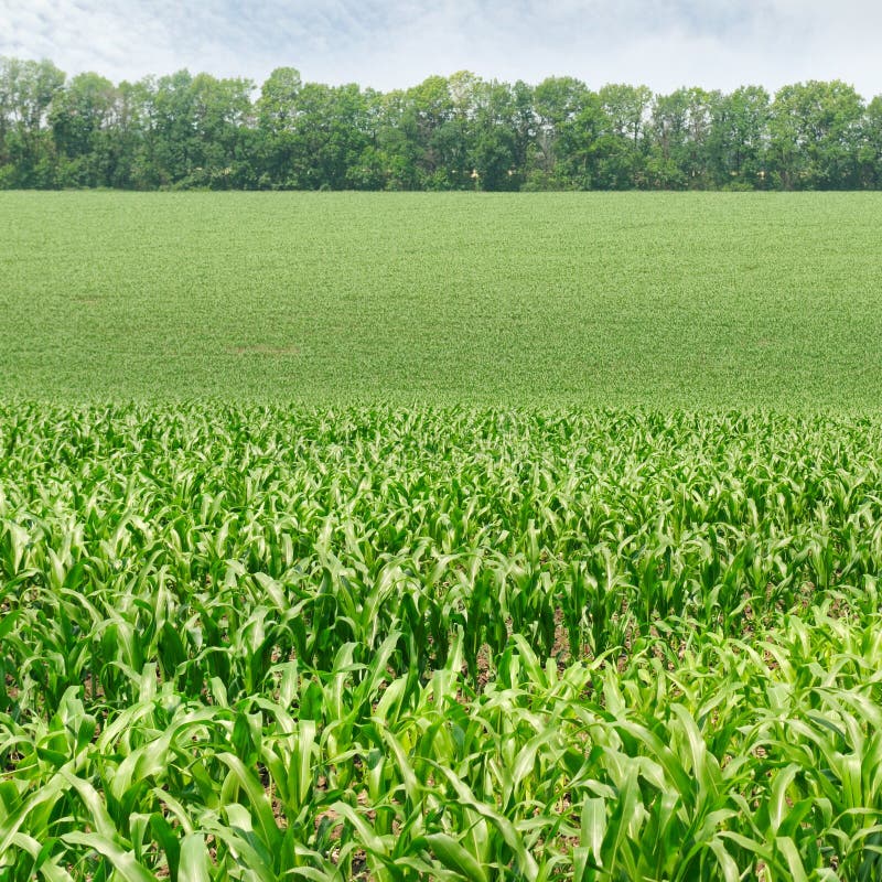 Corn field stock photo. Image of fresh, clear, grass - 42409888