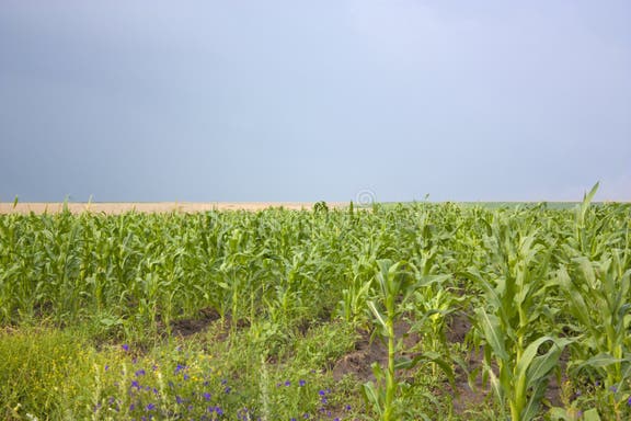 Corn fields stock image. Image of romania, growth, corn - 14949867