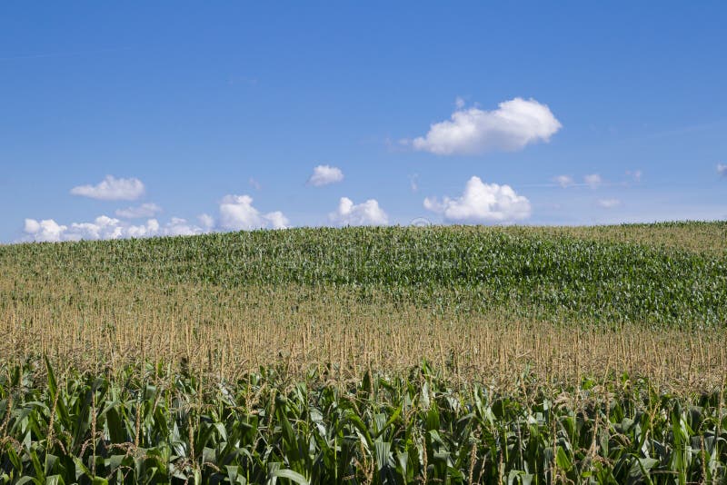 Wisconsin Dairy Farm, Barn by Field of Corn Stock Image - Image of ...