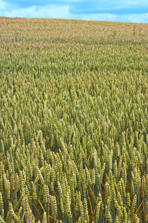 Corn Fields Picture. Image: 1637215
