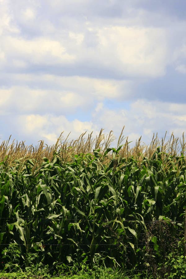 Corn fields stock photo. Image of organic, plant, healthy - 16737118