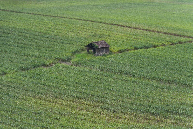 Corn fields stock photo. Image of scene, beautiful, country - 27147058