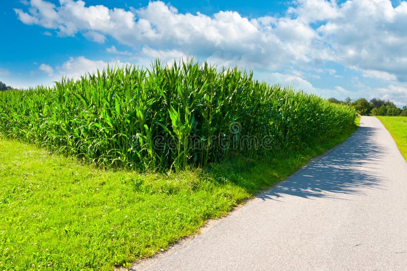 Corn Fields stock image. Image of blue, corn, harvest - 27311553